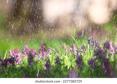 Colorful beautiful flower with rain grain 2K wallpaper download
