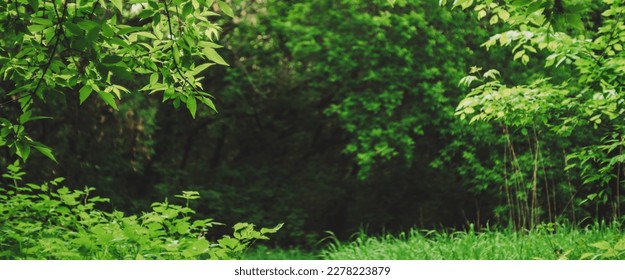 Beautiful greenery background 2K wallpaper download
