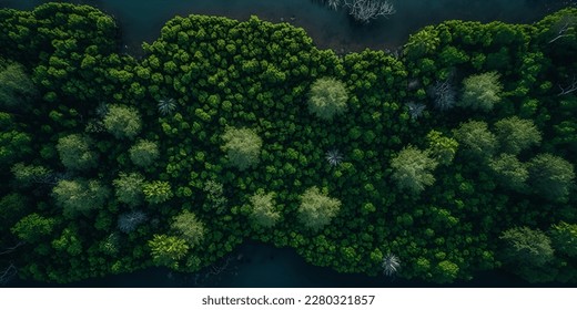 Green Forest Trees 2K wallpaper download