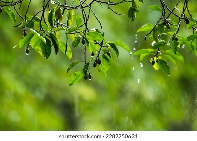 Rainy Forests 4K wallpaper download