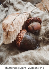Autumn leaf and acorn in water HD wallpaper download