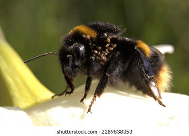 Bumblebee from Transformers: Rise of the Beast 4K wallpaper download