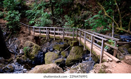 Old Bridge in the Forest 4K wallpaper download