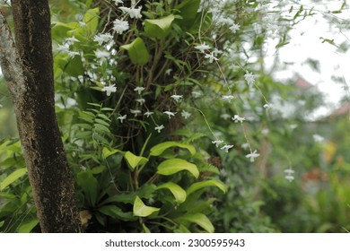 Orchid leaves with accumulated dew after rain 2K wallpaper download