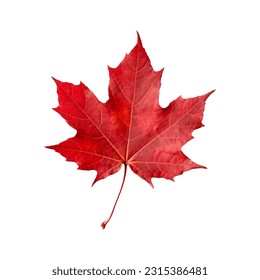 Red maple leaf 4K wallpaper download