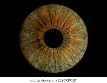 Hazel Eye HD wallpaper download