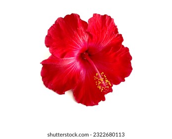 Red Hibiscus Flower 2K wallpaper download