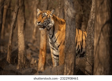 Royal Bengal Tiger 2K wallpaper download