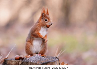 Red Squirrel 2K wallpaper download