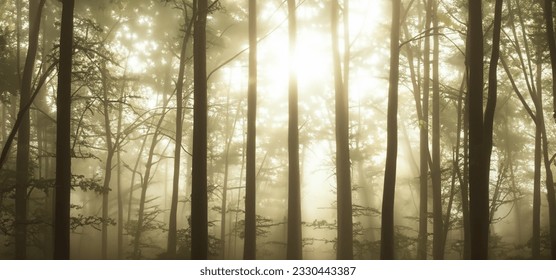 BTS boys together in a forest on morning time HD wallpaper download