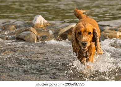 Cocker Spaniel drăguț cățeluș HD descărcare de fundal