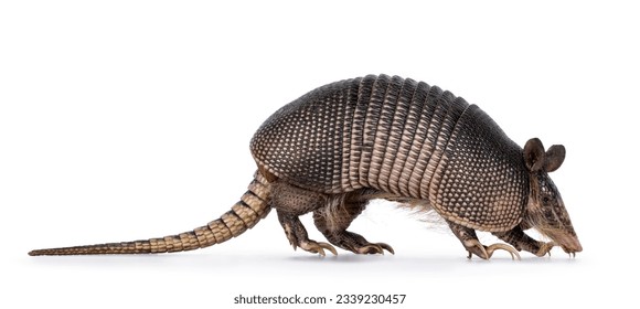 Un armadillo de nueve bandas 4K descarga de fondo de pantalla