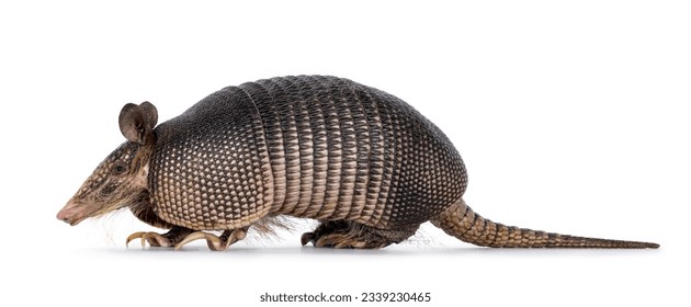 A nine-banded armadillo 4K wallpaper download