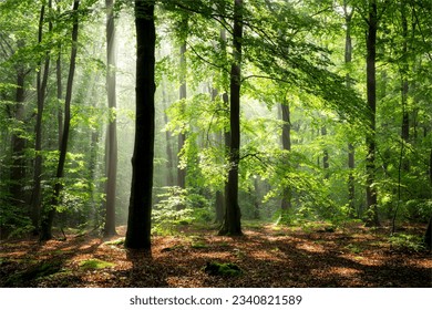 Green forest and light HD wallpaper download