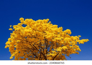 Sunrise yellow lights and reflection of dark trees in water 2K ...