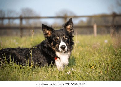 Farm Dog 4K wallpaper download