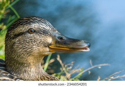 Duck on Head 4K wallpaper download