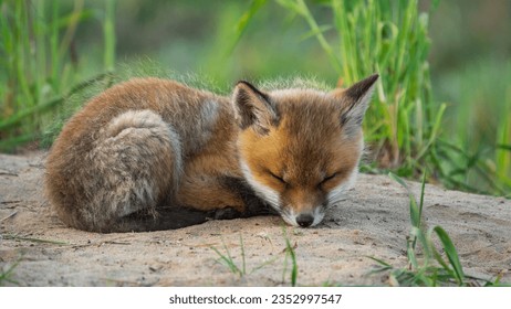 Sleepy fox 4K wallpaper download
