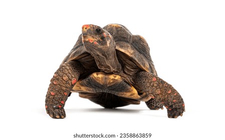 Red turtle 4K wallpaper download