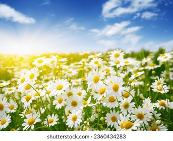 A lot of colorful daisies HD wallpaper download