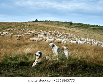 Farm Dog 4K wallpaper download
