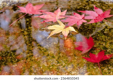 Red maple leaf 4K wallpaper download