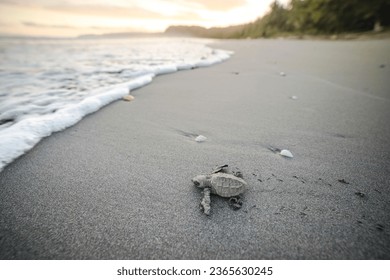 Wonder Turtle 4K wallpaper download