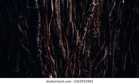 Roots HD wallpaper download