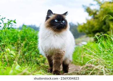 Himalayan Cat HD wallpaper download