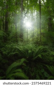 BTS boys together in a forest on morning time HD wallpaper download