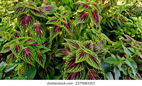 Purple Coleus 4K wallpaper download