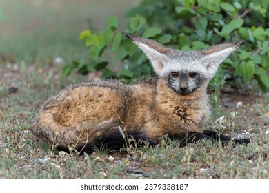 Fox Ears Guy 2K wallpaper download