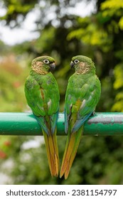 Two bird both side and green background 2K wallpaper download