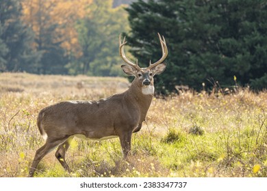 Frozen animated movie character Olaf and deer in snowy environment on ...