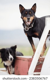 Farm Dog 4K wallpaper download