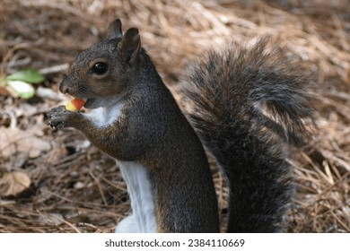Halloween squirrel HD wallpaper download
