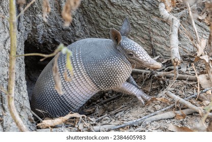 A nine-banded armadillo 4K wallpaper download