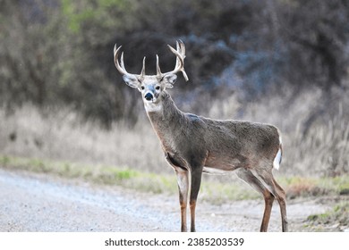 Fantasy Buck HD wallpaper download