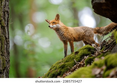 Forest Fox 4K wallpaper download
