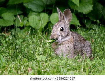 Munch Munch 2K wallpaper download