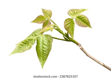 Poison Ivy HD wallpaper download