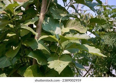 Tribal leaf stem HD wallpaper download