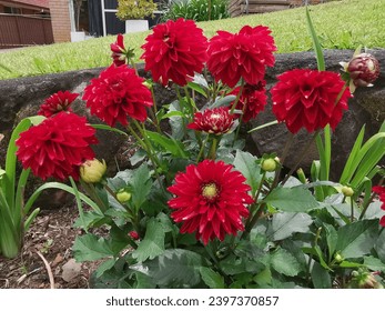 Red dahlia 4K wallpaper download