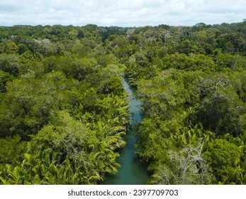 Tropical Rainforest HD wallpaper download