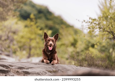 Farm Dog 4K wallpaper download