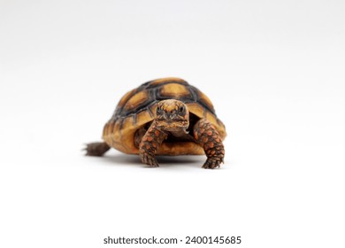 Red turtle 4K wallpaper download