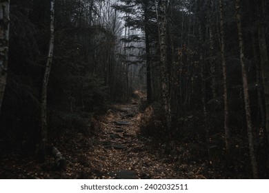 Beautiful Dark Forest 2K wallpaper download
