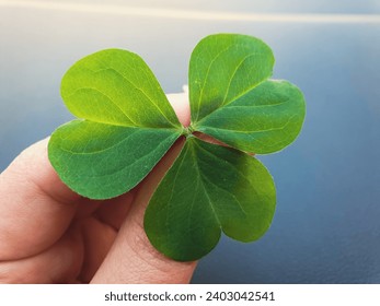 Three Leaves, Three Colors HD wallpaper download
