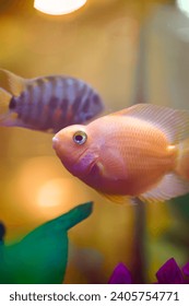 Gold Fish Pet Indoor Aquarium 4K wallpaper download