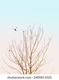 Bird spreading its wings on a tree branch 2K wallpaper download